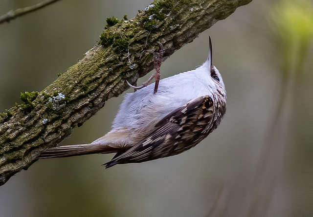 Ibon Walang Hangan | Canadian National Multilingual Newsgroup